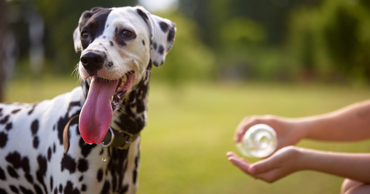 13 Tips for How to Keep Dogs Cool in the Summer